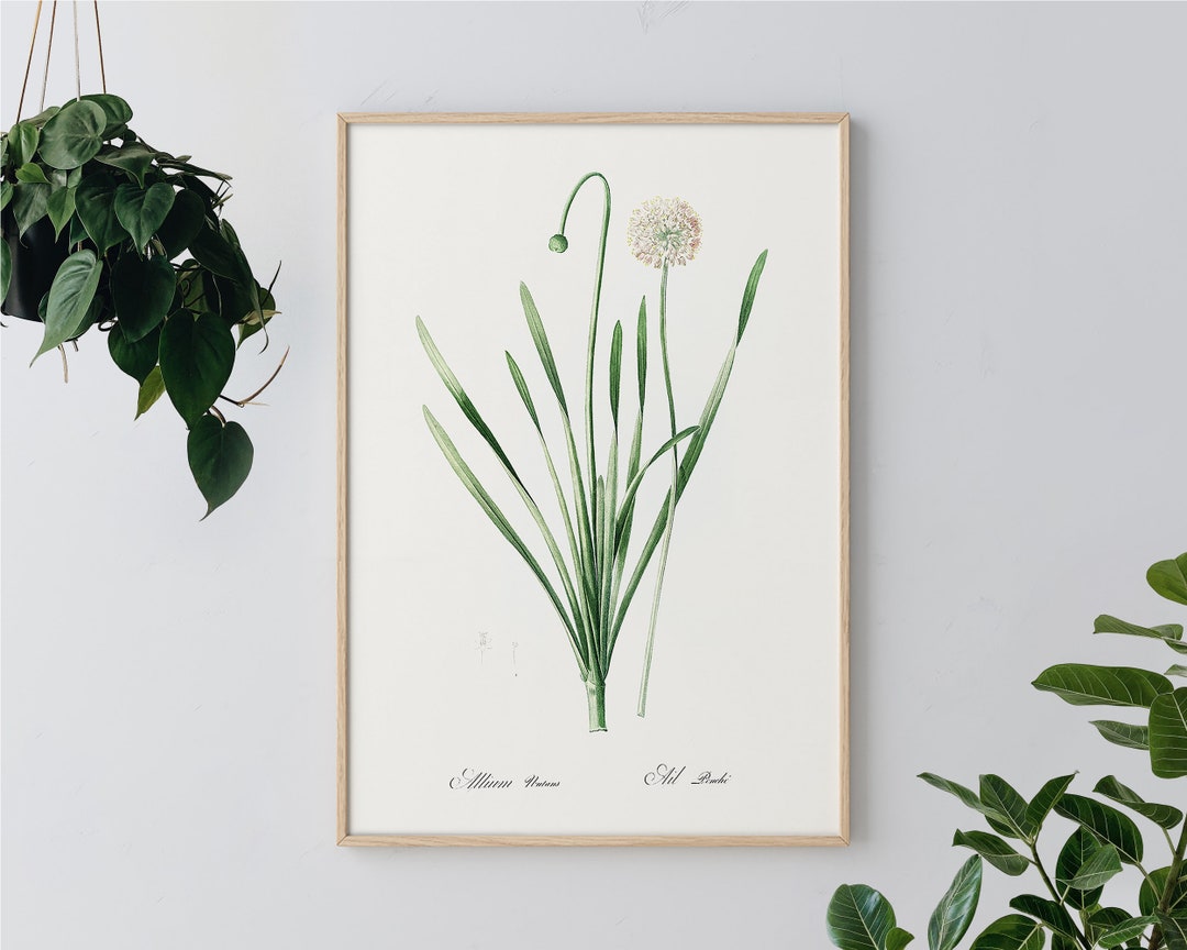 Blue Chives Illustration by Pierre Joseph Redoute Poster, White Old ...