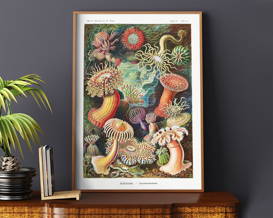 Poster Wall Art Actiniae Anemones by Ernst Haeckel #RO455 Black ...