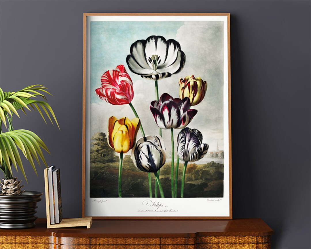 Poster Wall Art Tulips Drawing by Robert John Thornton #RO359 Green ...