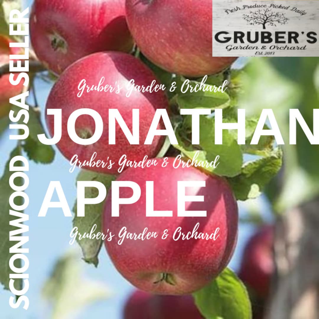 6 JONATHAN APPLE Fruit Tree Scion / Cutting / Scionwood / Wood ...