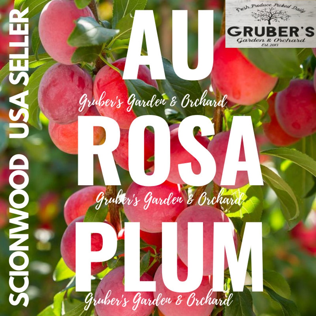 10 Au ROSA PLUM Fruit Tree Scion / Cutting / Scionwood / Wood / Rooting ...