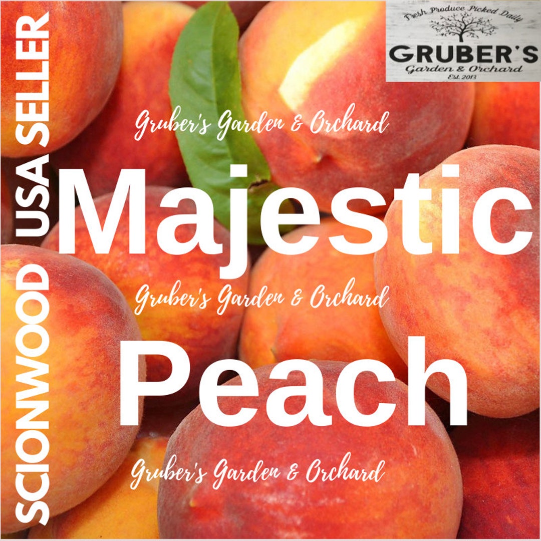 3 Majestic PEACH Fruit Tree Scion / Cutting / Scionwood / Wood ...