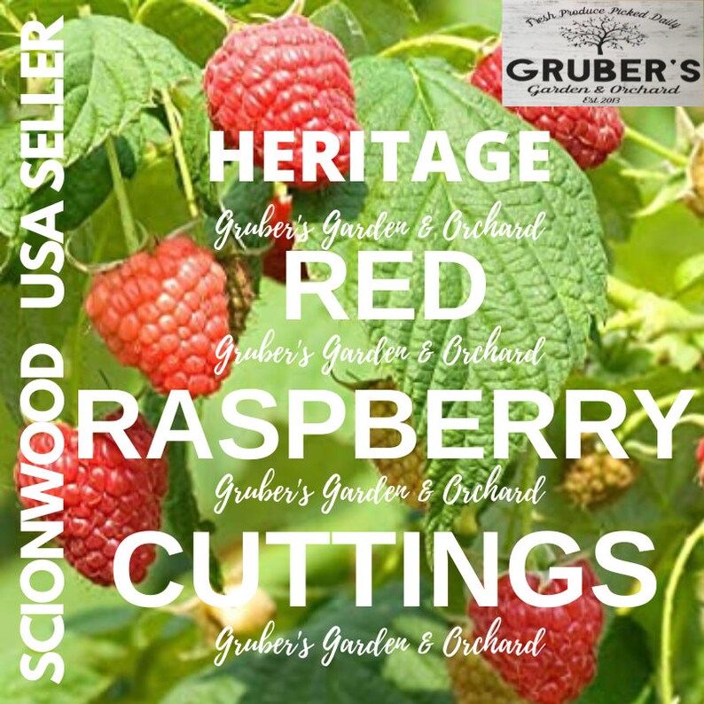 10 Heritage Red RASPBERRY Cuttings / Fruit Tree Scion / - Etsy