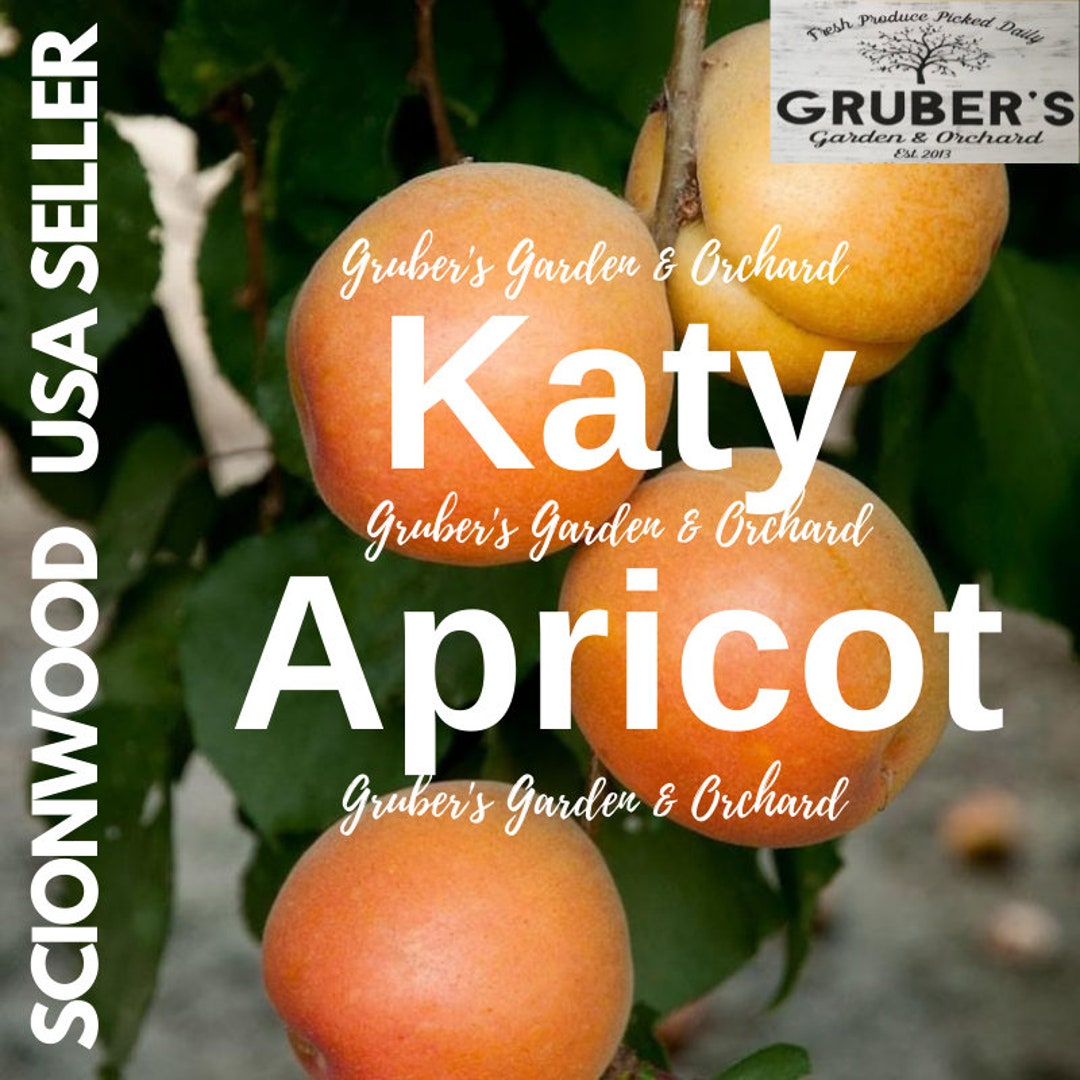 3 KATY APRICOT Fruit Tree Scion / Cutting / Scionwood / Wood / Rooting ...