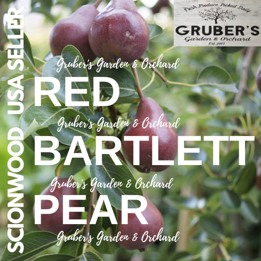 3 RED BARTLETT PEAR Fruit Tree Scion / Cutting / Scionwood / Wood ...