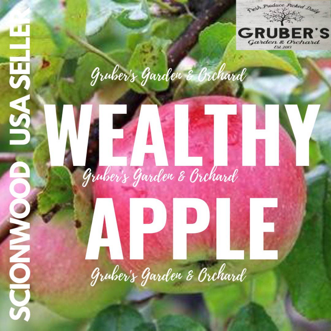3 WEALTHY Apple Fruit Tree Scion / Cutting / Scionwood / Wood / Rooting ...