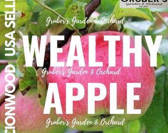 Apple Scion Wood - Etsy