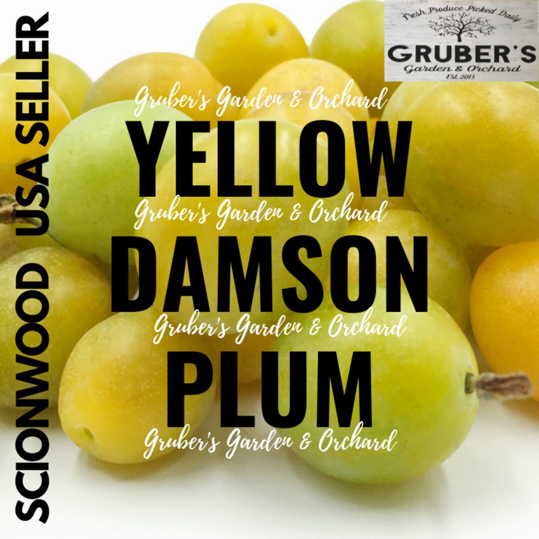 3 Yellow DAMSON PLUM Fruit Tree Scion / Cutting / Scionwood / Wood ...