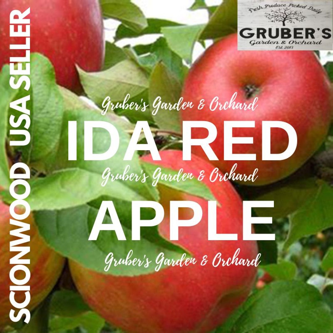 6 IDA RED Apple Fruit Tree Scion / Cutting / Scionwood / Wood / Rooting ...