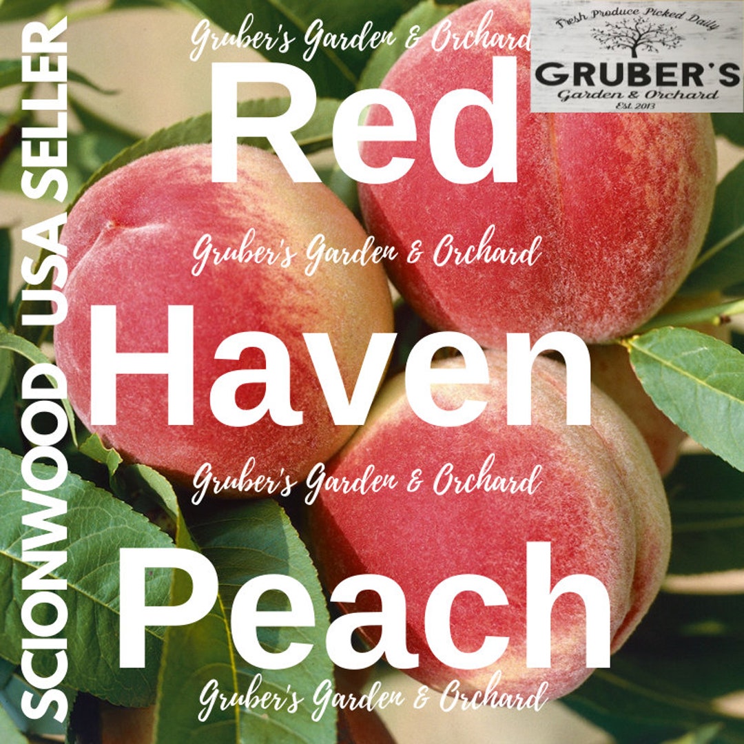 3 Red Haven PEACH Fruit Tree Scion / Cutting / Scionwood / Wood ...