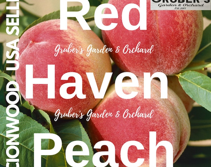 3 Red Haven PEACH Fruit Tree Scion / Cutting / Scionwood / Wood ...
