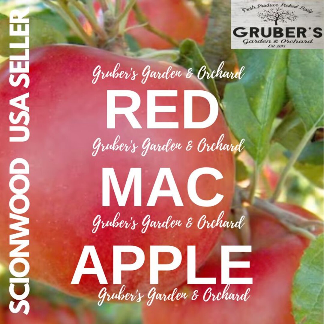 3 RED MAC Apple Fruit Tree Scion / Cutting / Scionwood / Wood / Rooting ...