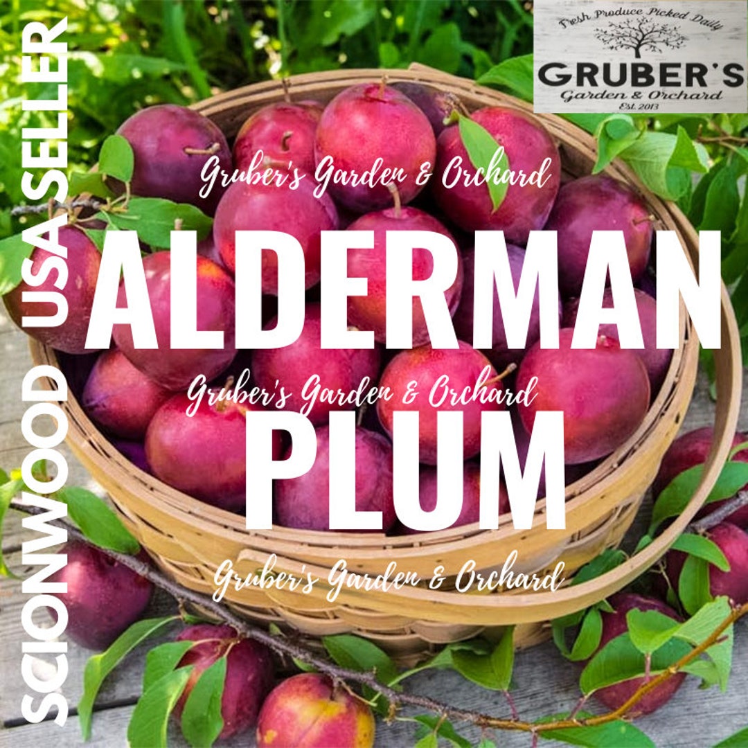 3 ALDERMAN PLUM Fruit Tree Scion / Cutting / Scionwood / Wood / Rooting ...