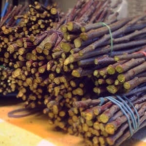 10 MARS GRAPE Cutting / Fruit Tree Scion / Scionwood / Wood / Rooting ...