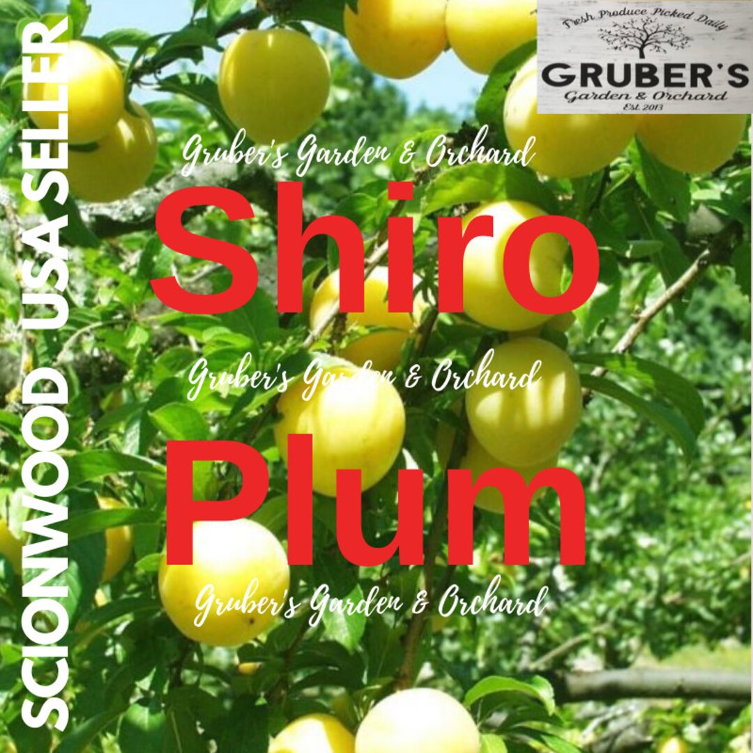 10 SHIRO PLUM Fruit Tree Scion / Cutting / Scionwood / Wood / Rooting ...