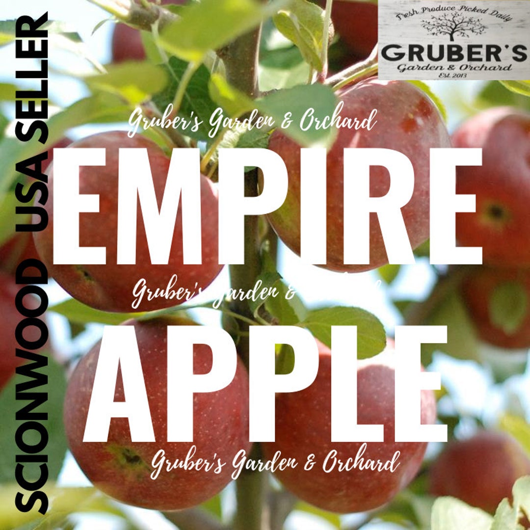 10 EMPIRE Apple Fruit Tree Scion / Cutting / Scionwood / Wood / Rooting ...