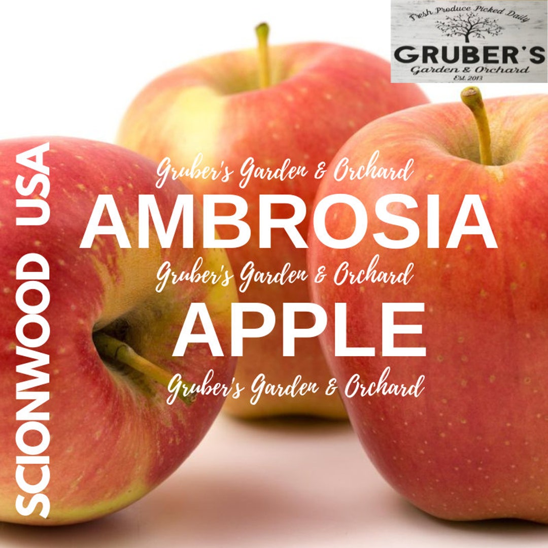 3 AMBROSIA Apple Fruit Tree Scion / Cutting / Scionwood / Wood ...
