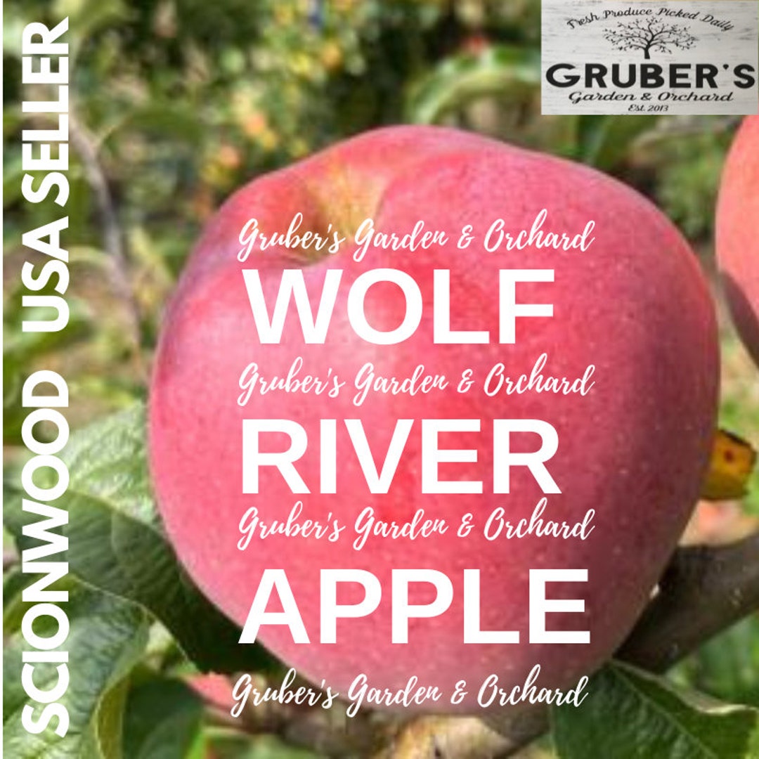 3 WOLF RIVER Apple Fruit Tree Scion / Cutting / Scionwood / Wood ...