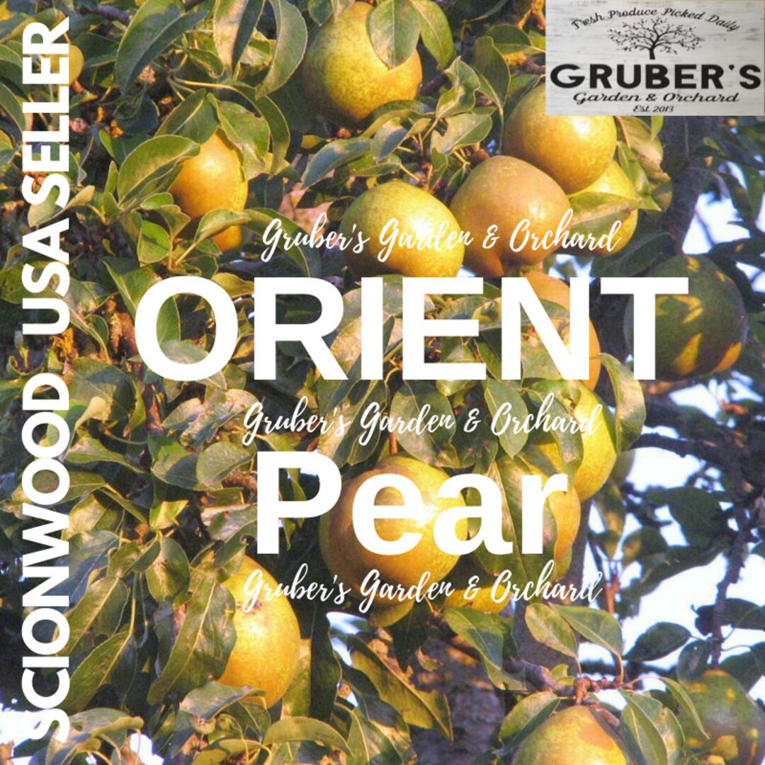 4 ORIENT PEAR Fruit Tree Scion / Cutting / Scionwood / Wood / Rooting ...
