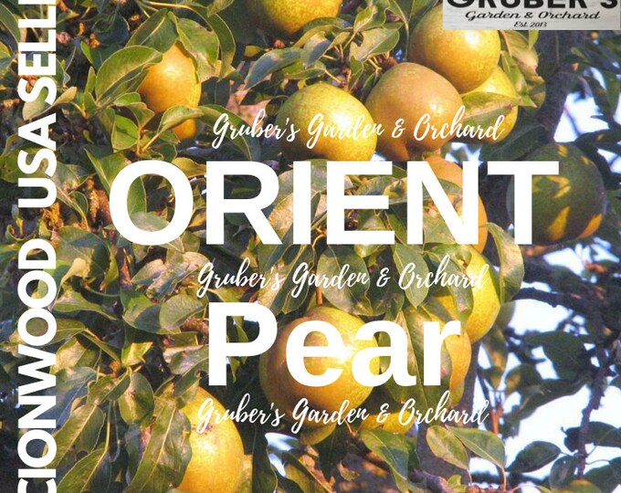 4 ORIENT PEAR Fruit Tree Scion / Cutting / Scionwood / Wood / Rooting ...