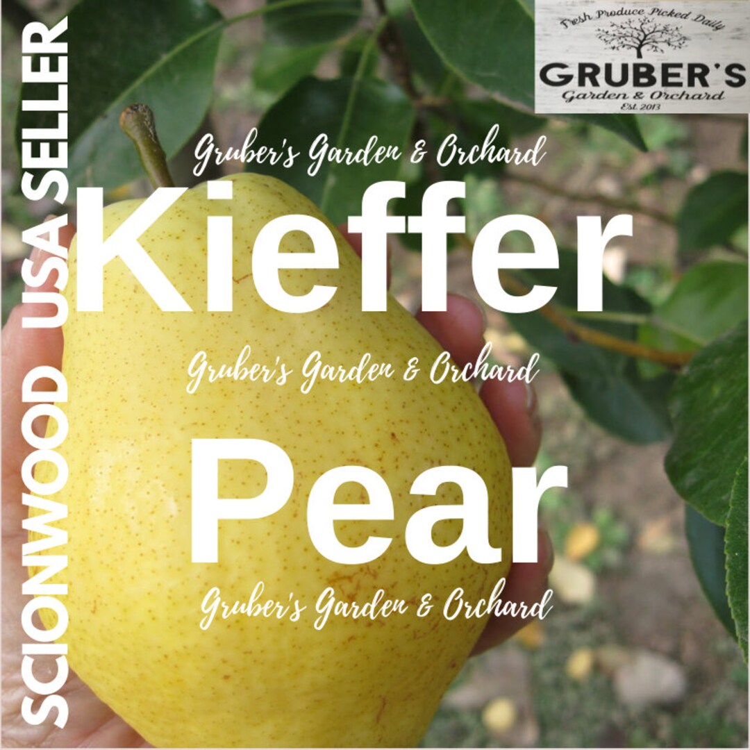 15 KIEFFER PEAR Fruit Tree Scion / Cutting / Scionwood / Wood / Rooting ...