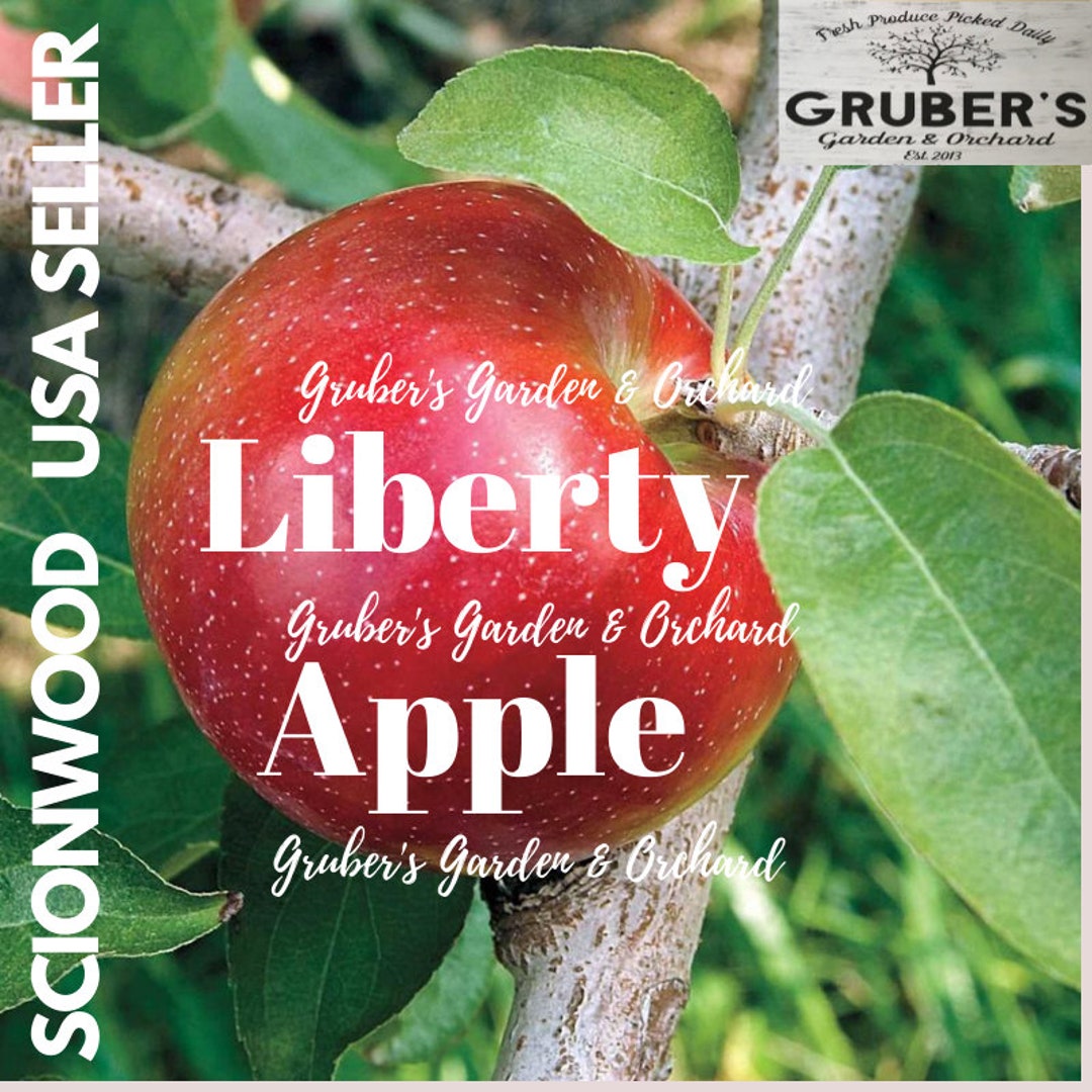 3 LIBERTY Apple Fruit Tree Scion / Cutting / Scionwood / Wood / Rooting ...