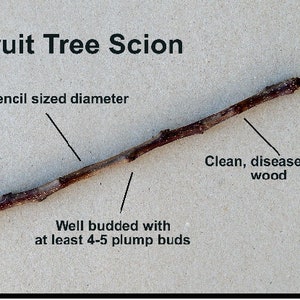 10 MARS GRAPE Cutting / Fruit Tree Scion / Scionwood / Wood / Rooting ...