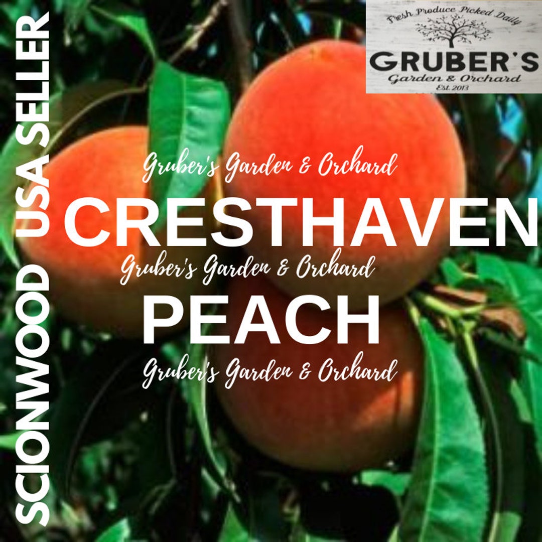 3 CRESTHAVEN PEACH Fruit Tree Scion / Cutting / Scionwood / Wood ...