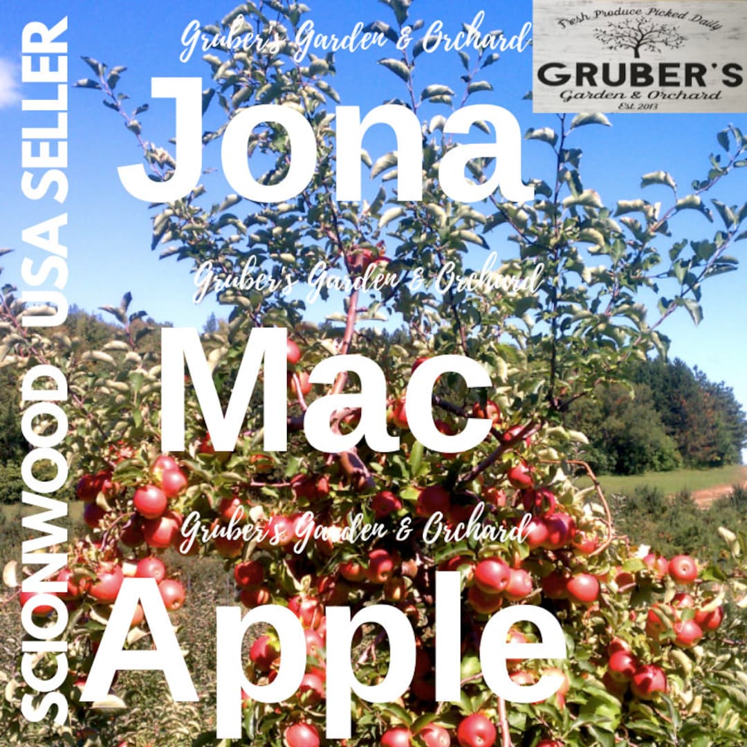 3 JONAMAC Jona-mac Apple Fruit Tree Scion / Cutting / Scionwood / Wood ...