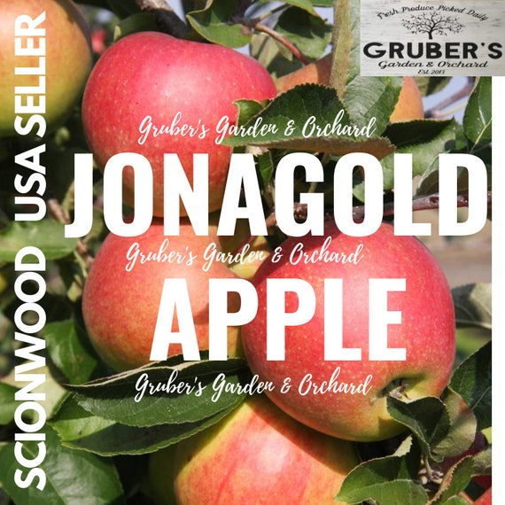 Jonagold Apple Tree