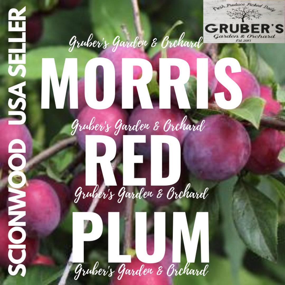 10 MORRIS Red PLUM Fruit Tree Scion / Cutting / Scionwood / Wood ...