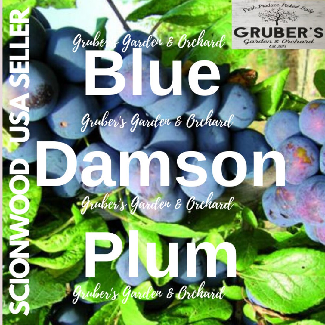 10 BLUE DAMSON PLUM Fruit Tree Scion / Cutting / Scionwood / Wood ...