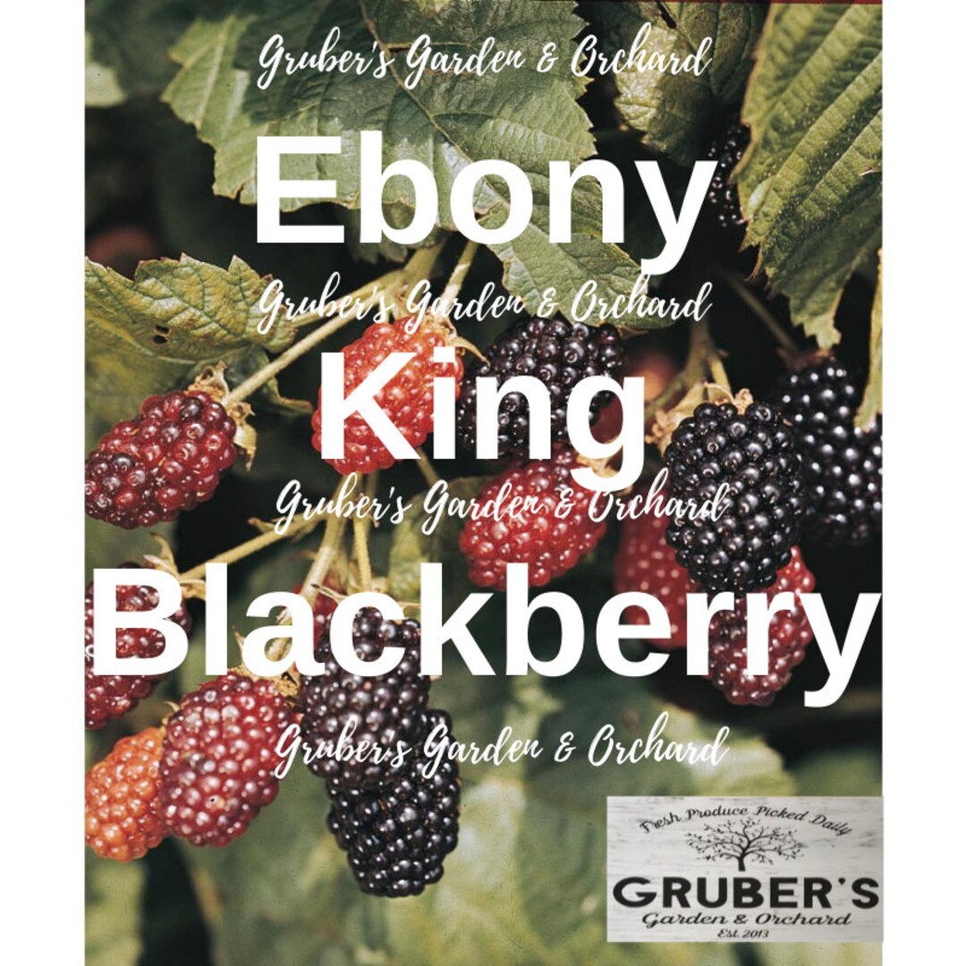 5 EBONY King BLACKBERRY Fruit Tree Scion / Cutting / Scionwood / Wood ...