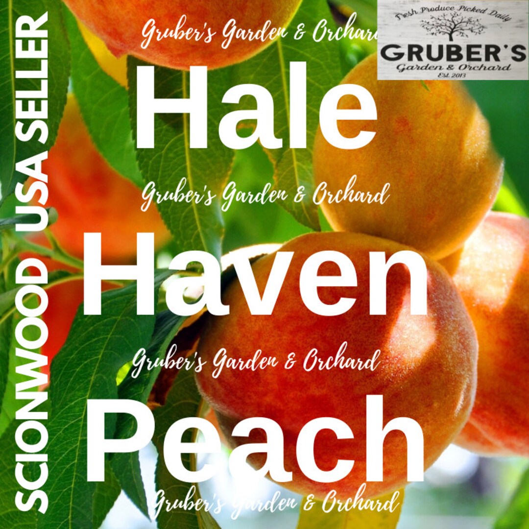 3 Hale Haven PEACH Fruit Tree Scion / Cutting / Scionwood / Wood ...