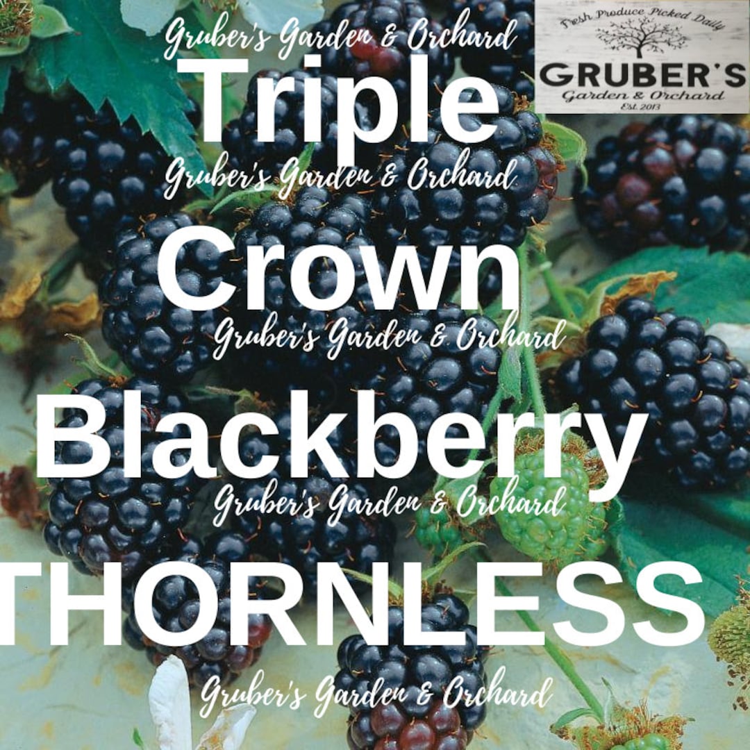 8 TRIPLE CROWN BLACKBERRY Fruit Tree Scion / Cutting / Scionwood / Wood ...