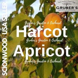 3 HARCOT APRICOT Fruit Tree Scion / Cutting / Scionwood / Wood ...