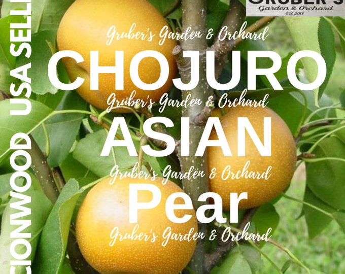 4 CHOJURO Asian PEAR Fruit Tree Scion / Cutting / Scionwood / - Etsy