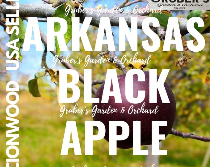 1 ARKANSAS BLACK APPLE Tree grafted live Plant/tree 18-32 Inches Tall ...