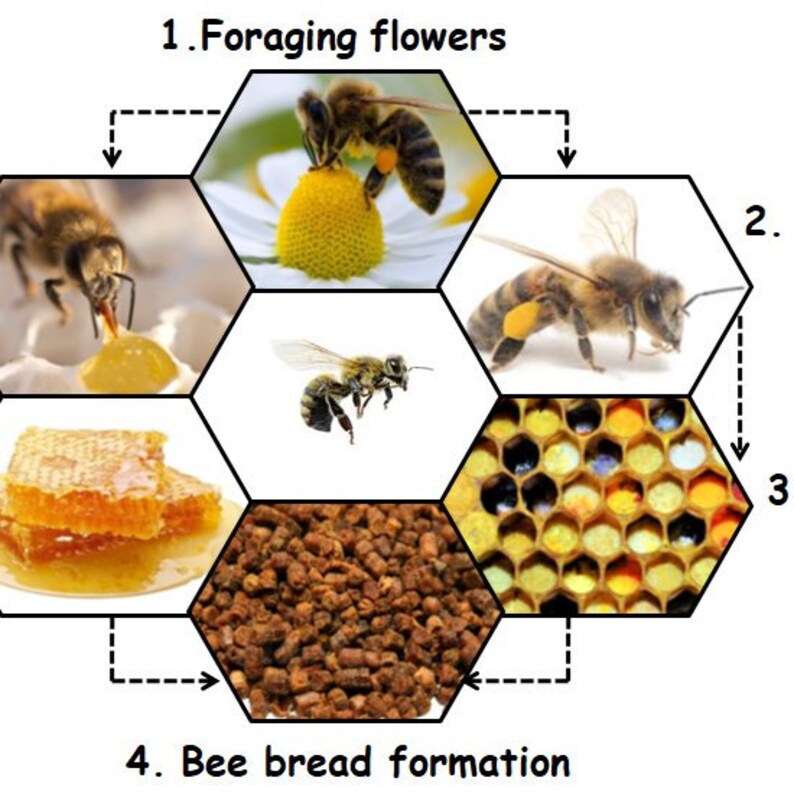 Ambrozia Bee Bread - Honey Fermented With Pollen - Etsy