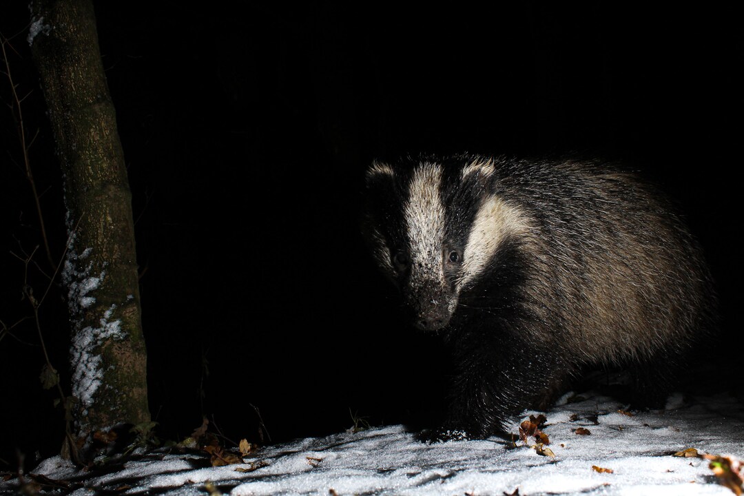 Badger in Snow Print - Etsy