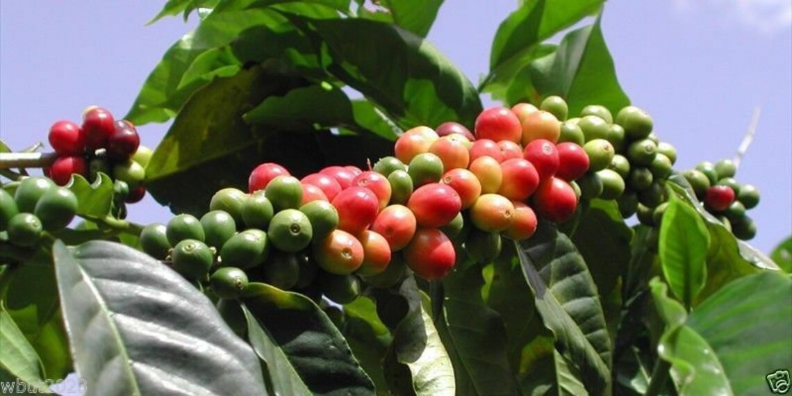 Jamaican Green Coffee Beans Jamaica Blue Mountain Unroasted - Etsy