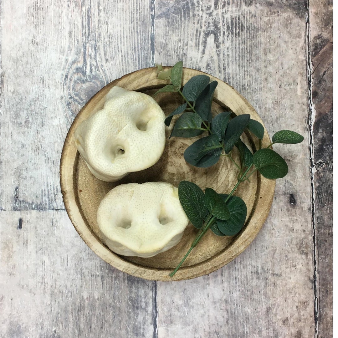 Puffed Pig Snout - Etsy
