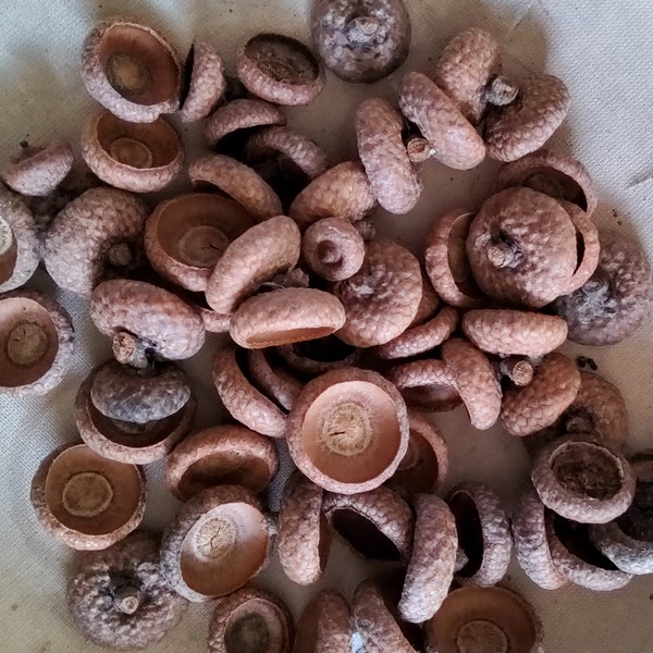 Acorn Caps - Etsy