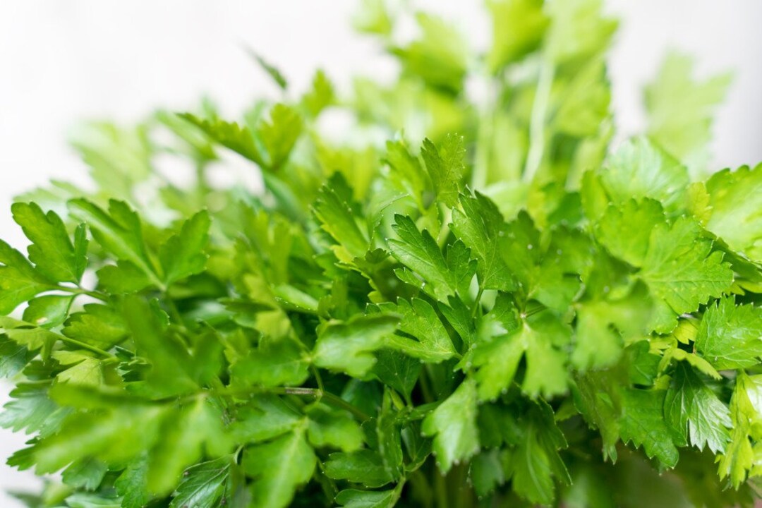 USA Seller Plain Parsley 100 Seeds petroselinum Crispum - Etsy