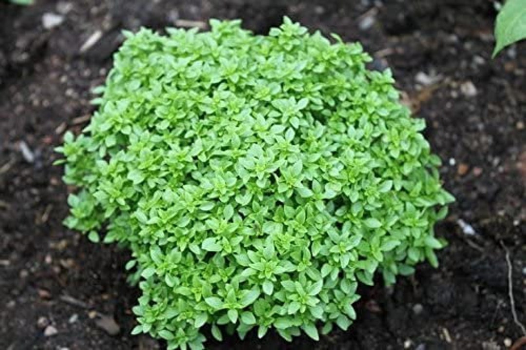 USA Seller Dwarf Greek Basil 100 Seeds Ocimum Basilicum - Etsy