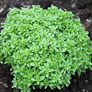 USA Seller Dwarf Greek Basil 100 Seeds Ocimum Basilicum - Etsy