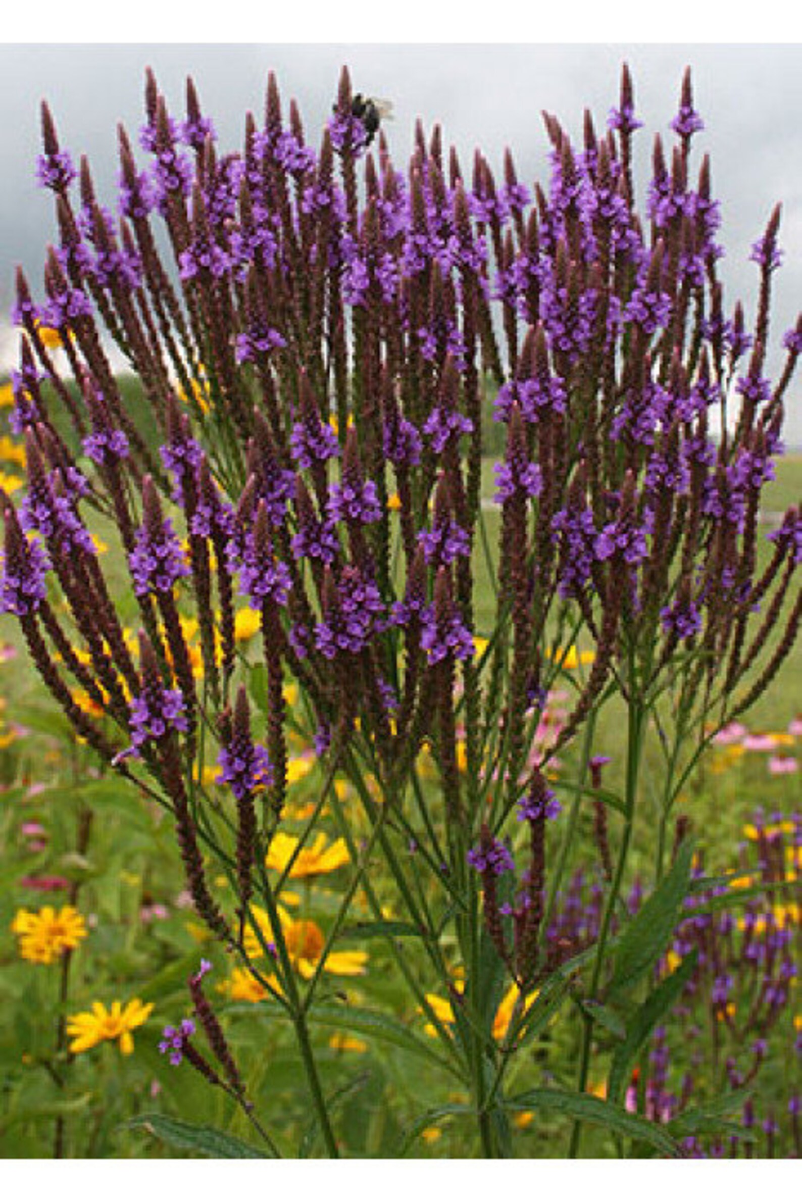 USA Seller Blue Vervain Verbena 50 Seeds - Etsy