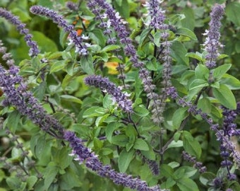African Blue Basil Seeds - Etsy