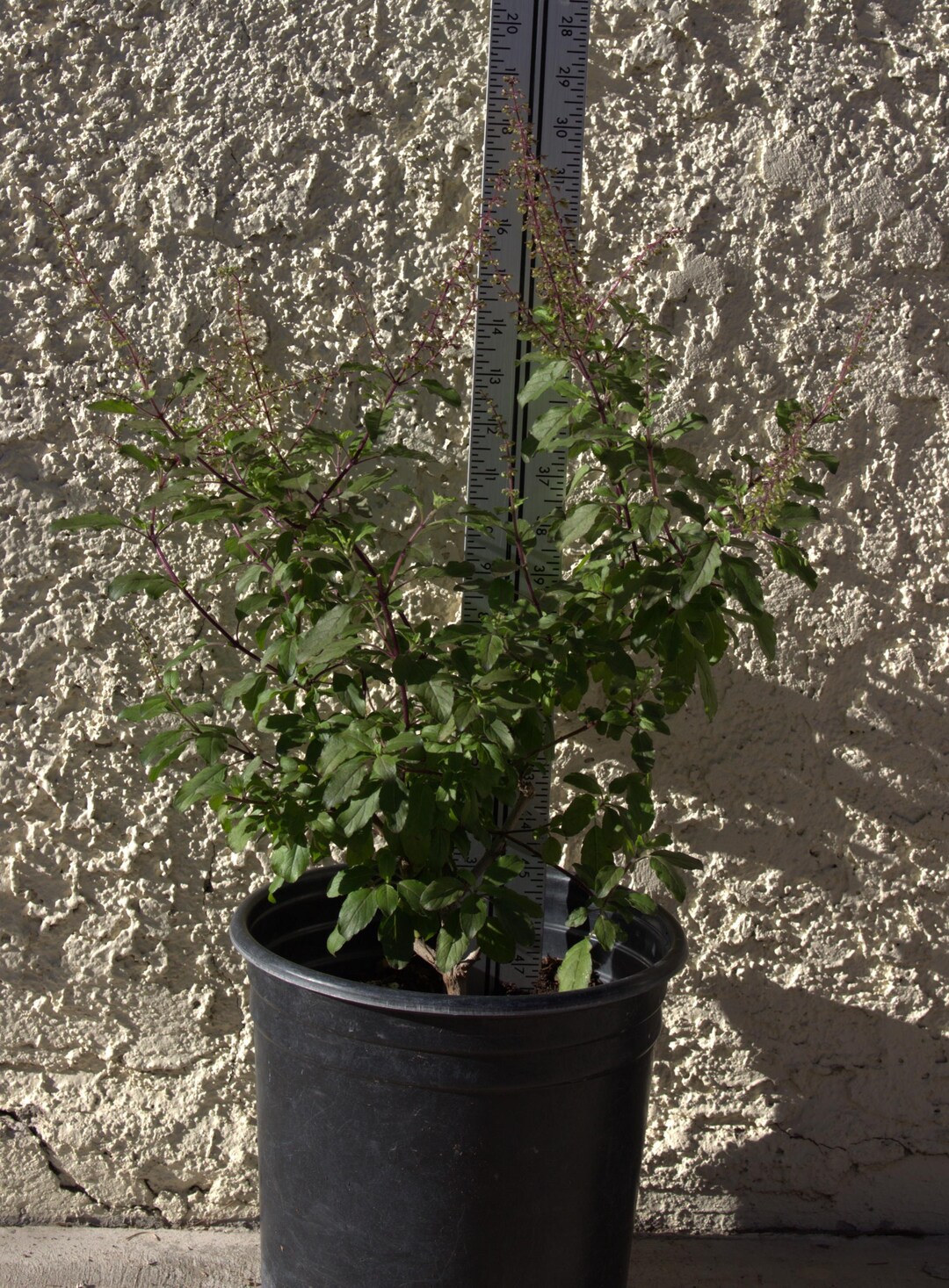 Red Holy Basil Plant, 15-17" Tall, Last Day to Purchase Nov 8, 2025, No ...