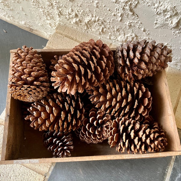 Large Pine Cones - Etsy